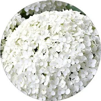 48 Types of White Flowers - ProFlowers Blog