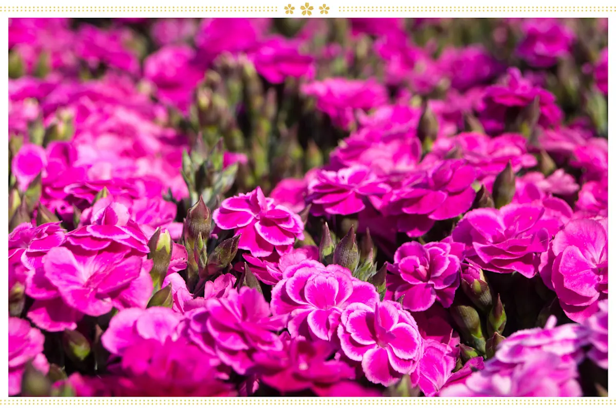 15 Japanese Flower Meanings and Where to Find Them | Proflowers Blog