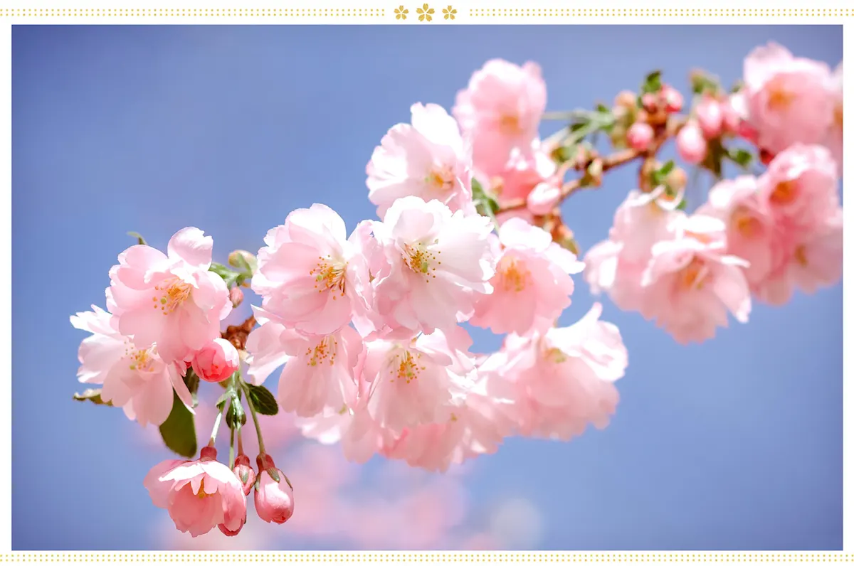 15 Japanese Flower Meanings and Where to Find Them | Proflowers Blog