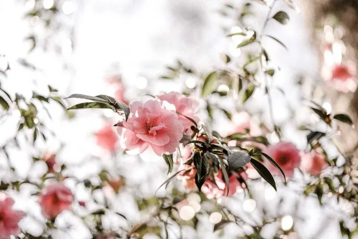 20 of the Most Romantic Flowers For Your Love | FTD