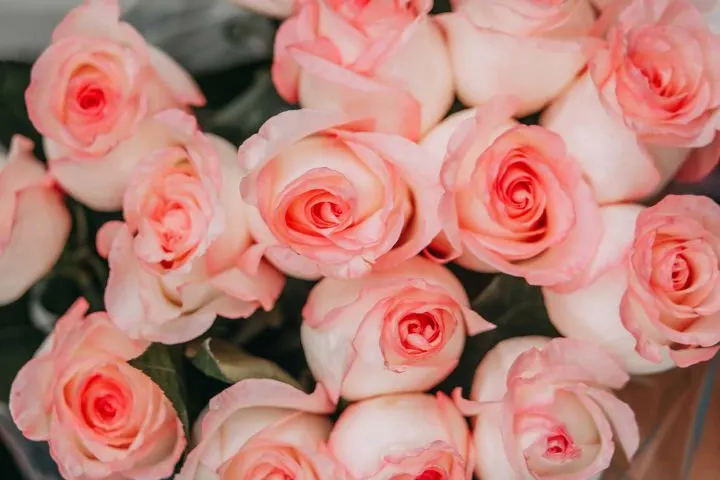 20 of the Most Romantic Flowers For Your Love | FTD