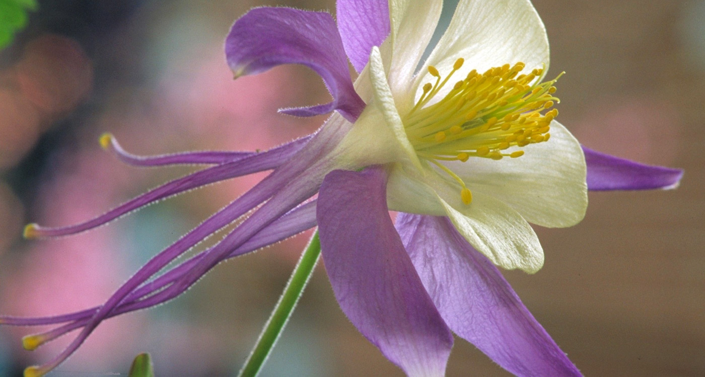 Colorado State Flower - The White and Lavender Columbine | Proflowers Blog