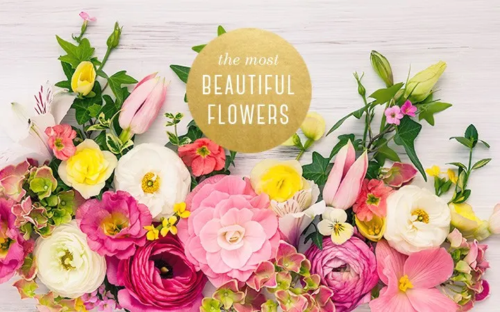 The 20 Most Beautiful Flowers You’ll Ever See - FTD.com