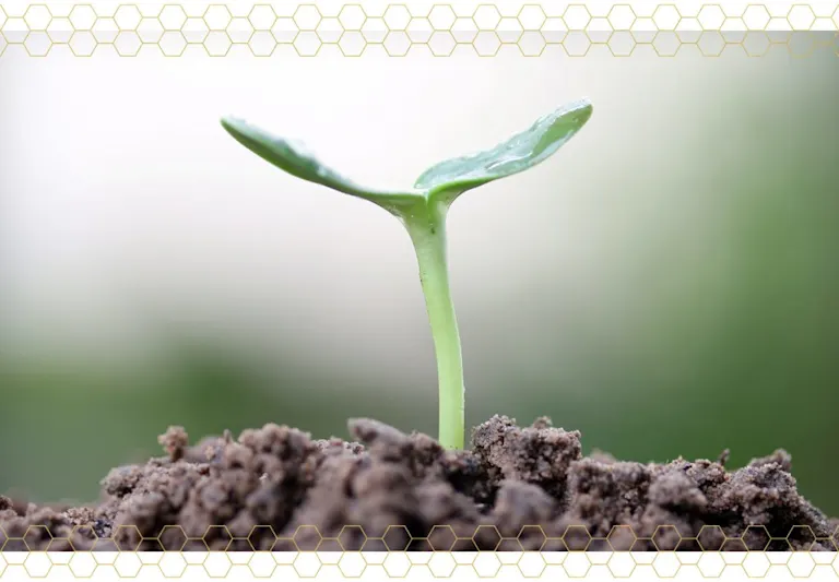 The Ultimate Sunflower Care Guide - FTD.com