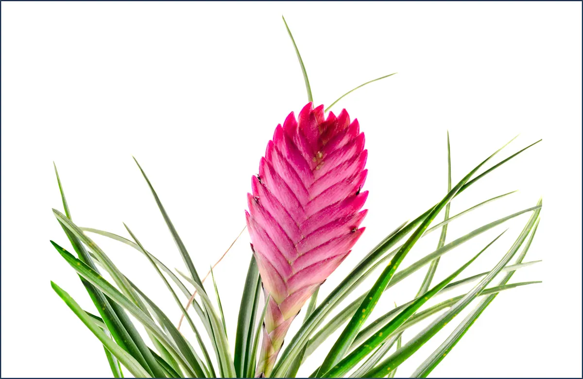 Air Plant Care Guide: Growing Information + Tips - ProFlowers Blog