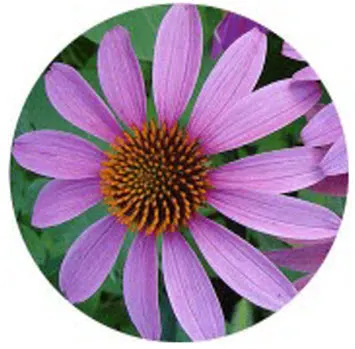 62 Types of Purple Flowers | Proflowers Blog