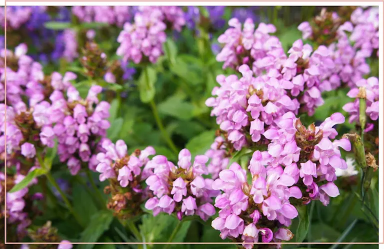 36 Kinds of Flowering Weeds + Tips on Finding Beauty in Unlikely Places ...