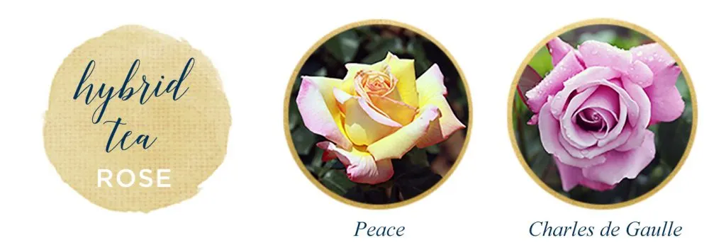 Types of Roses: A Visual Compendium - FTD.com