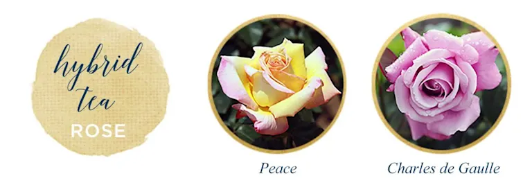 Types of Roses: A Visual Compendium - FTD.com