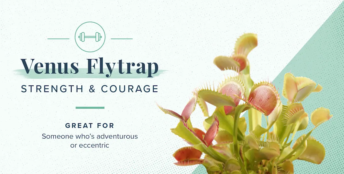 Plant Symbolism Guide: 31 Plants for Every Personality - ProFlowers Blog