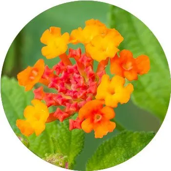 27 Types of Orange Flowers - ProFlowers Blog