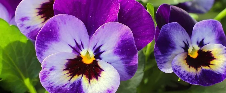 Illinois State Flower - The Violet | Proflowers Blog