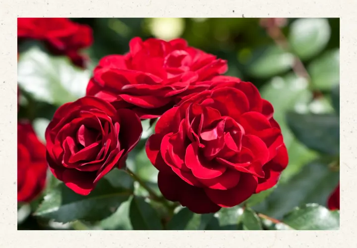 Victorian Flowers: 15 Styling Tips + Ideas | FTD