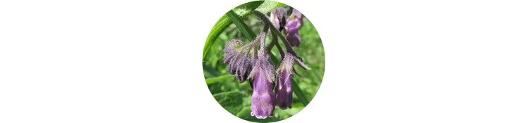 62 Types of Purple Flowers