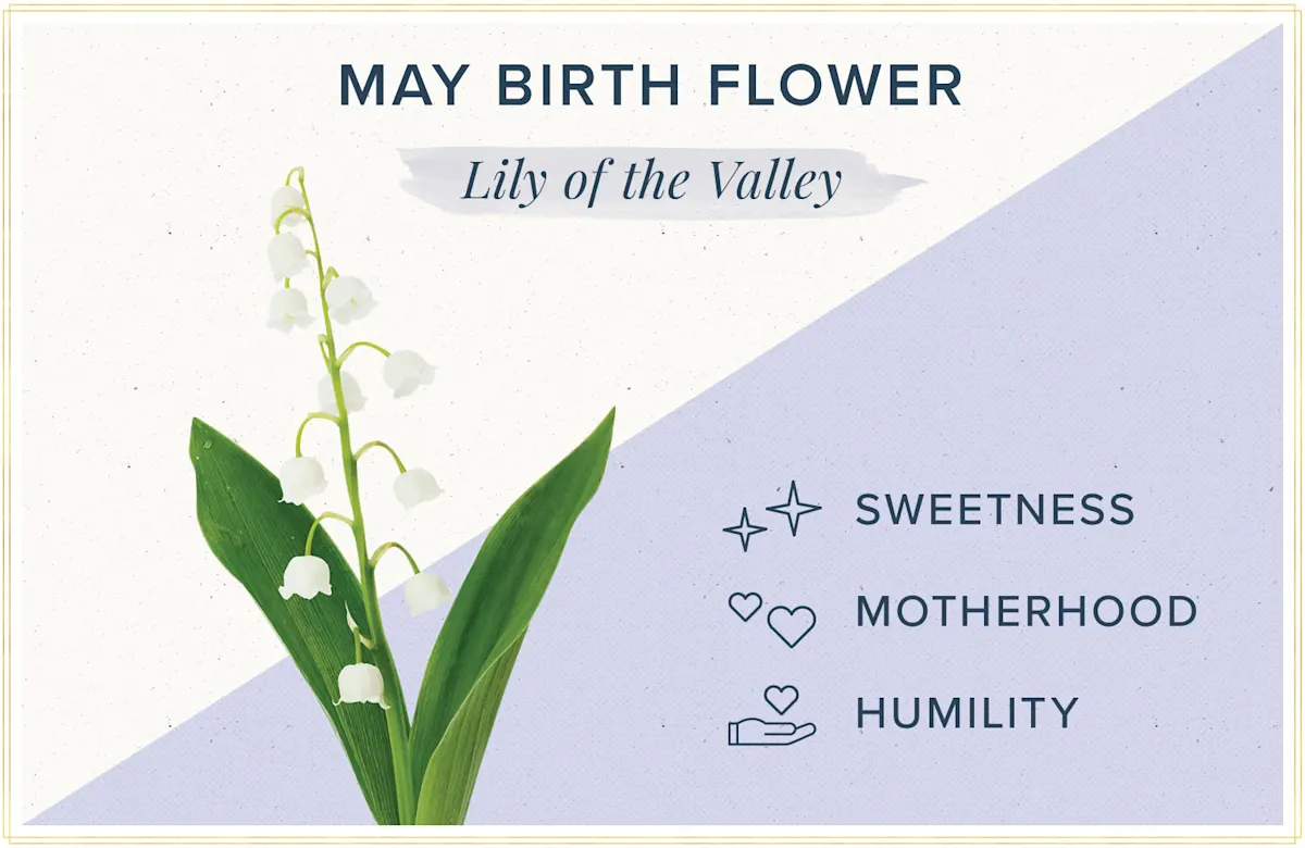 The Complete Guide of Birth Month Flowers | Proflowers Blog
