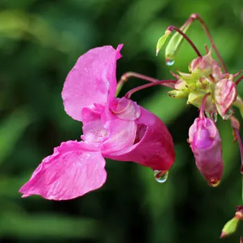 151 Types of Flowers + Images and Growing Tips | Proflowers Blog
