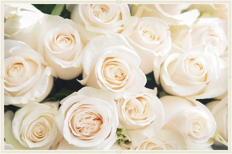 The Complete Rose Color Meanings Guide | ProFlowers