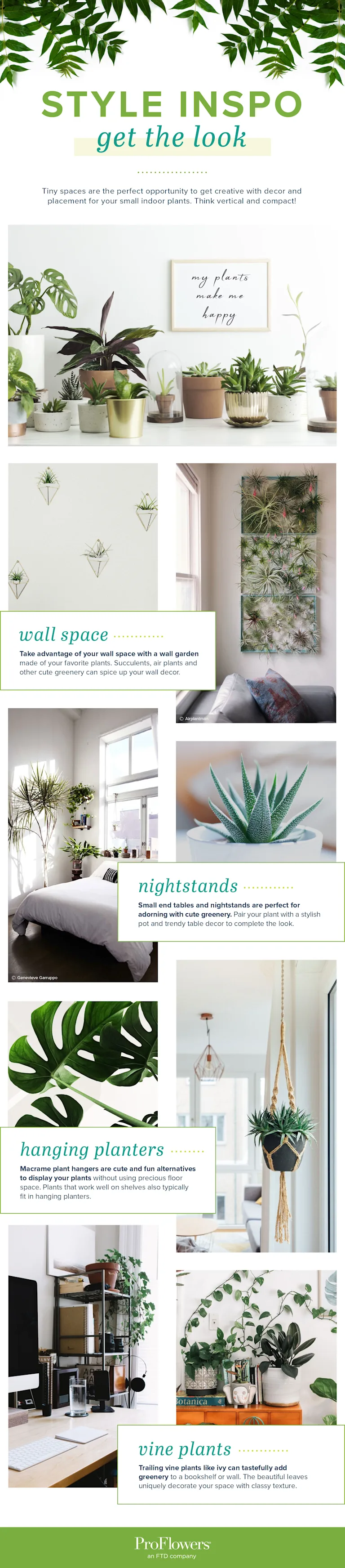 21 Small Indoor Plants for Apartment Living | Proflowers Blog