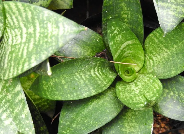 Snake Plant Care Guide: Growing Information and Tips | Proflowers Blog