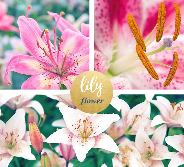 Lily Meaning and Symbolism - FTD.com