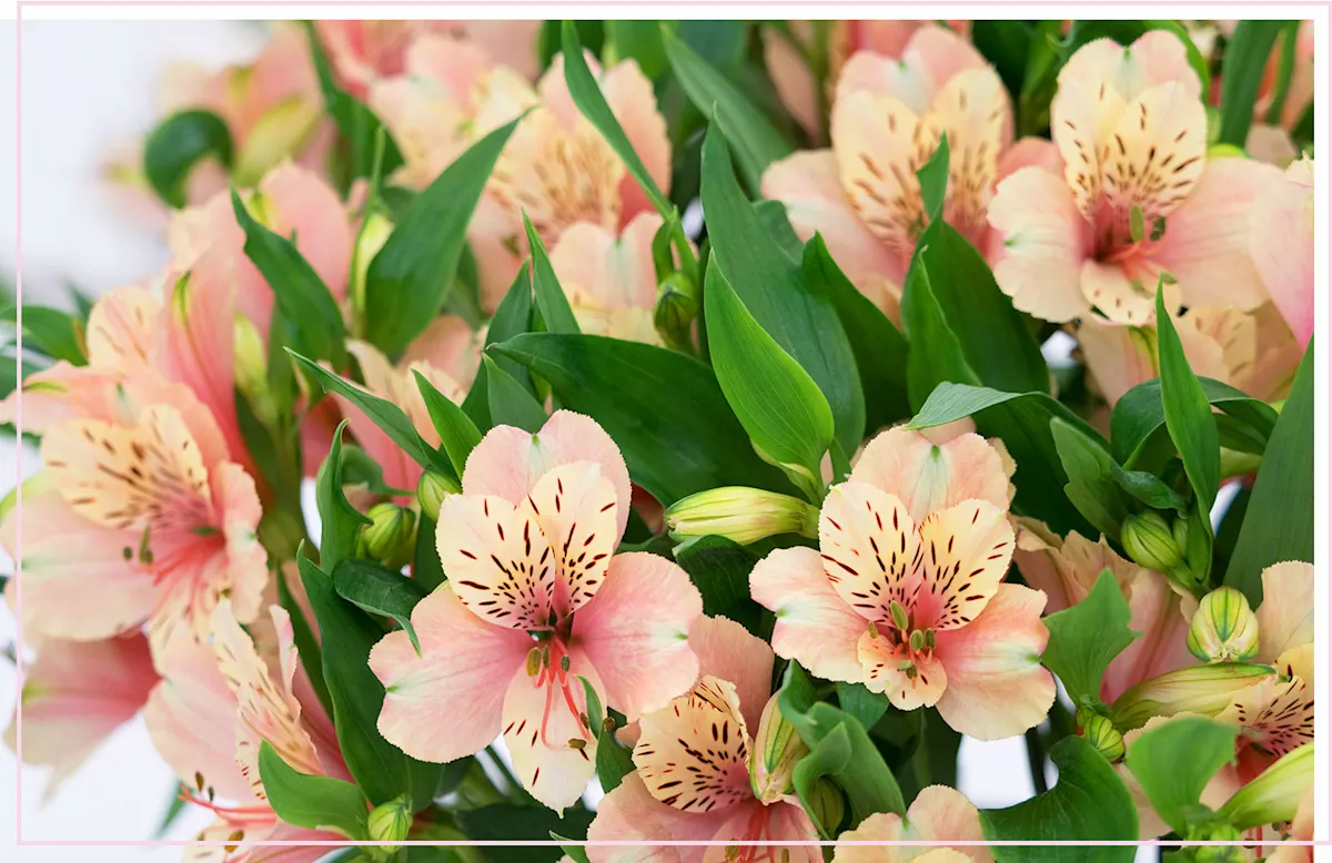 Alstroemeria Care Guide: Easy Plant, Grow and Care Tips | Proflowers Blog