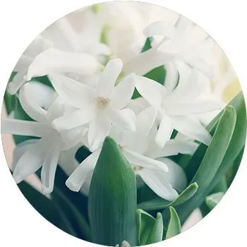 48 Types of White Flowers - ProFlowers Blog