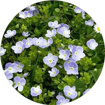 41 Types of Blue Flowers - ProFlowers Blog
