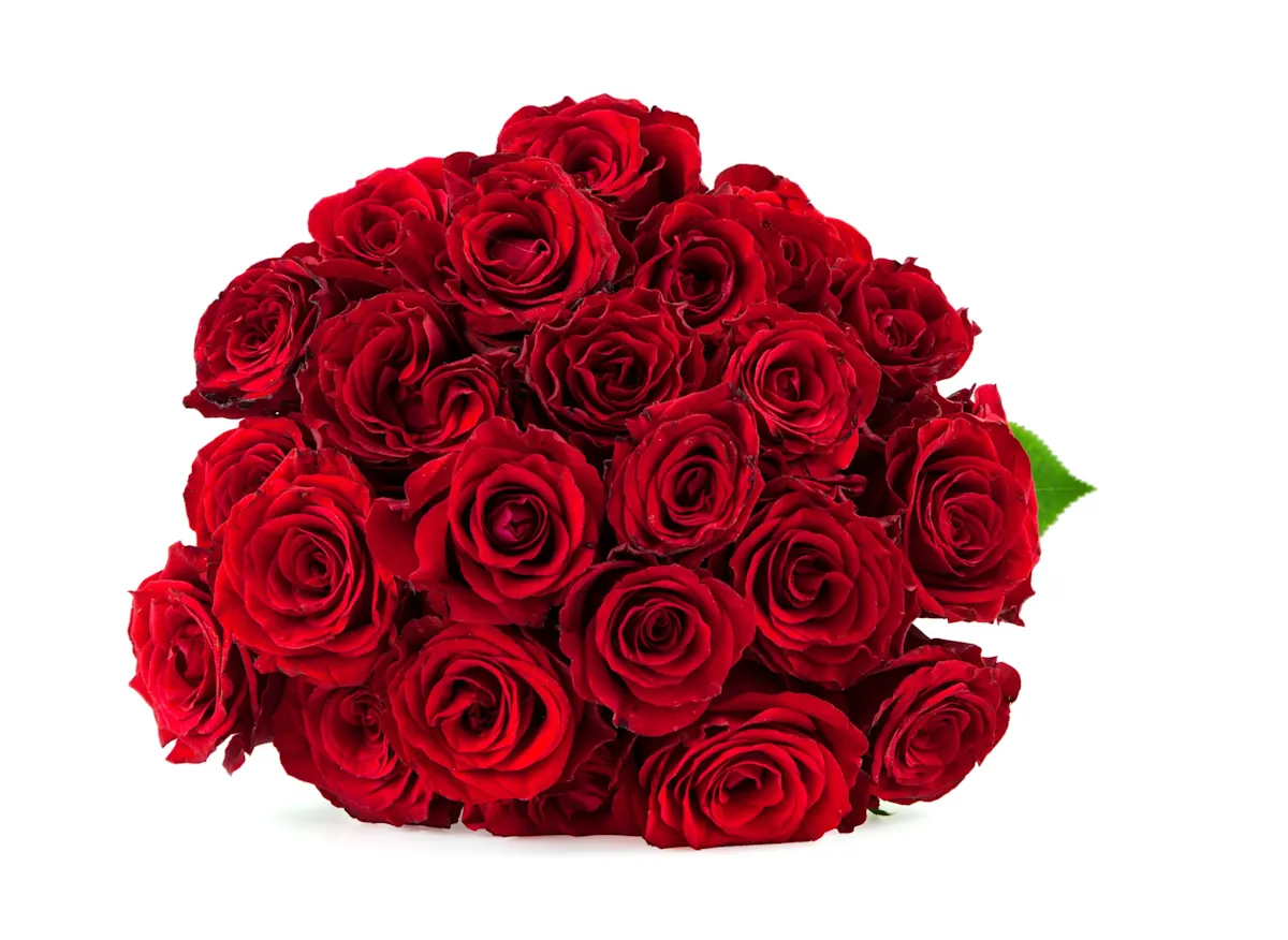 Meaning of Two Dozen Roses - ProFlowers Blog