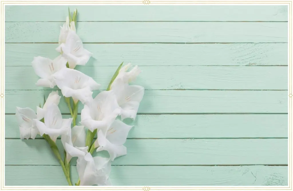 August Birth Flower + More: Gladiolus | Proflowers Blog