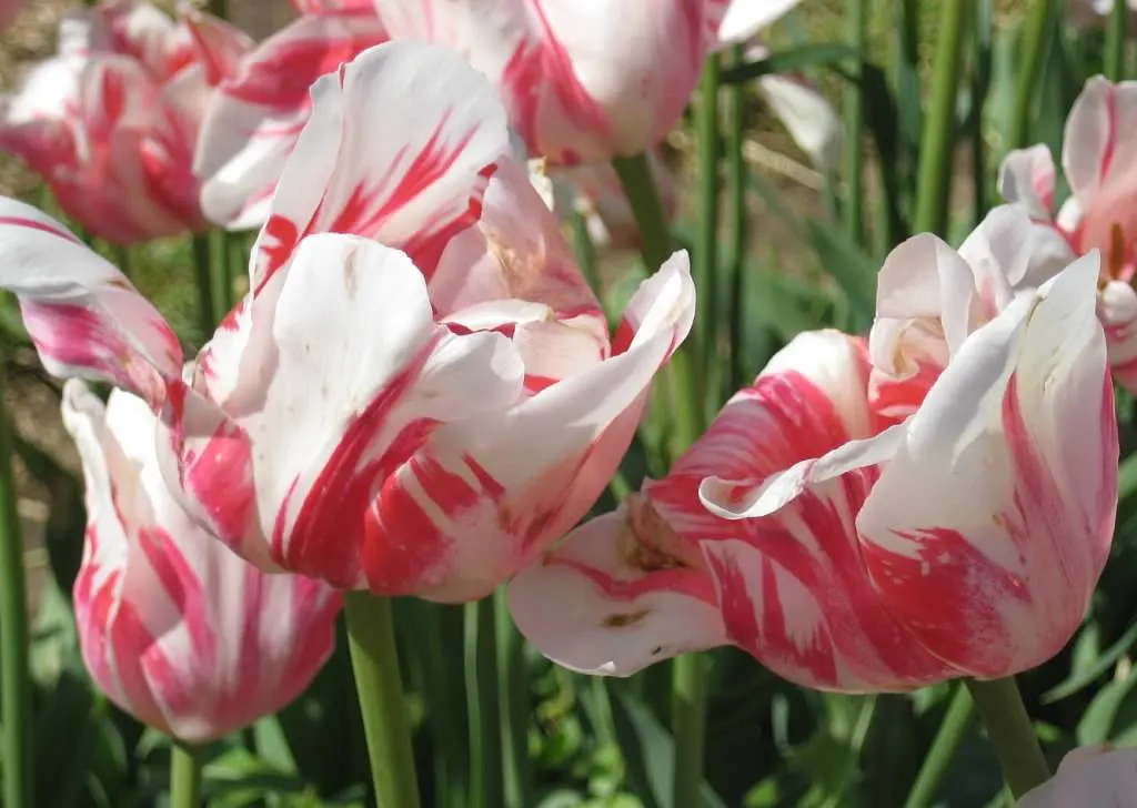 10 Tulip Tips - Fresh by FTD