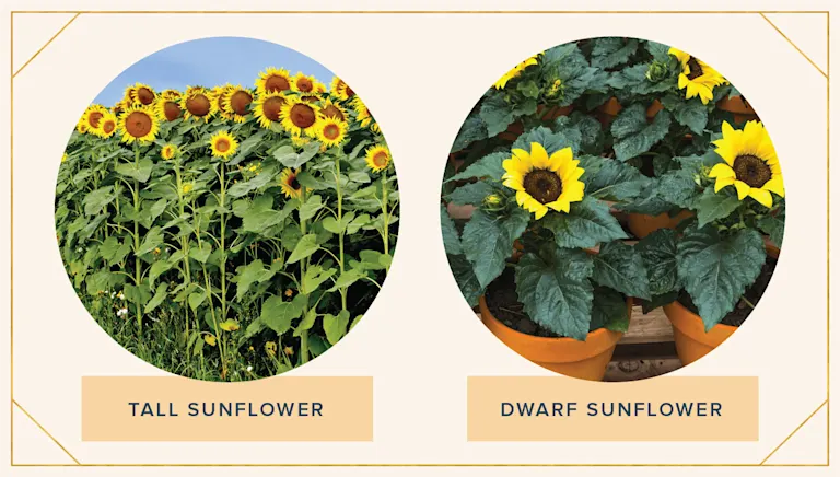 16 Sunflower Facts That Are So Sweet - ProFlowers Blog