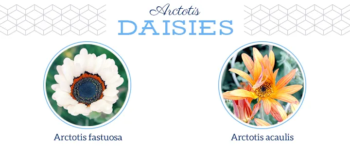 Types of Daisies: A Visual Compendium - FTD.com