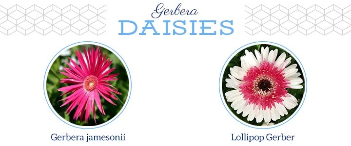 Types of Daisies: A Visual Compendium - FTD.com