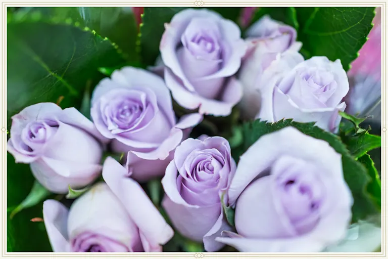 The Complete Rose Color Meanings Guide | Proflowers Blog