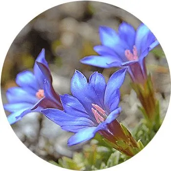 41 Types of Blue Flowers - ProFlowers Blog