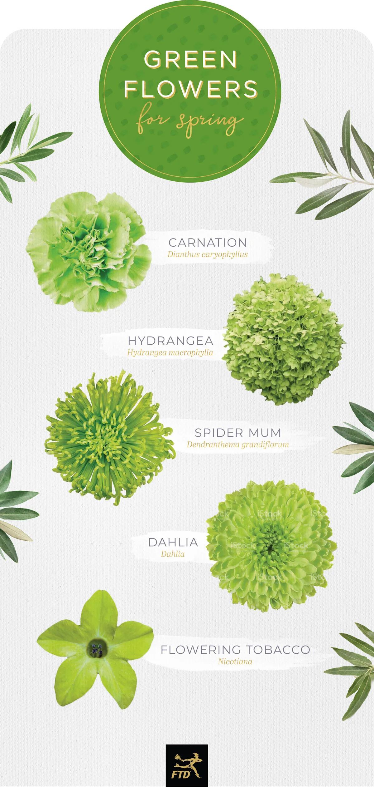 20 Types of Green Flowers - FTD.com