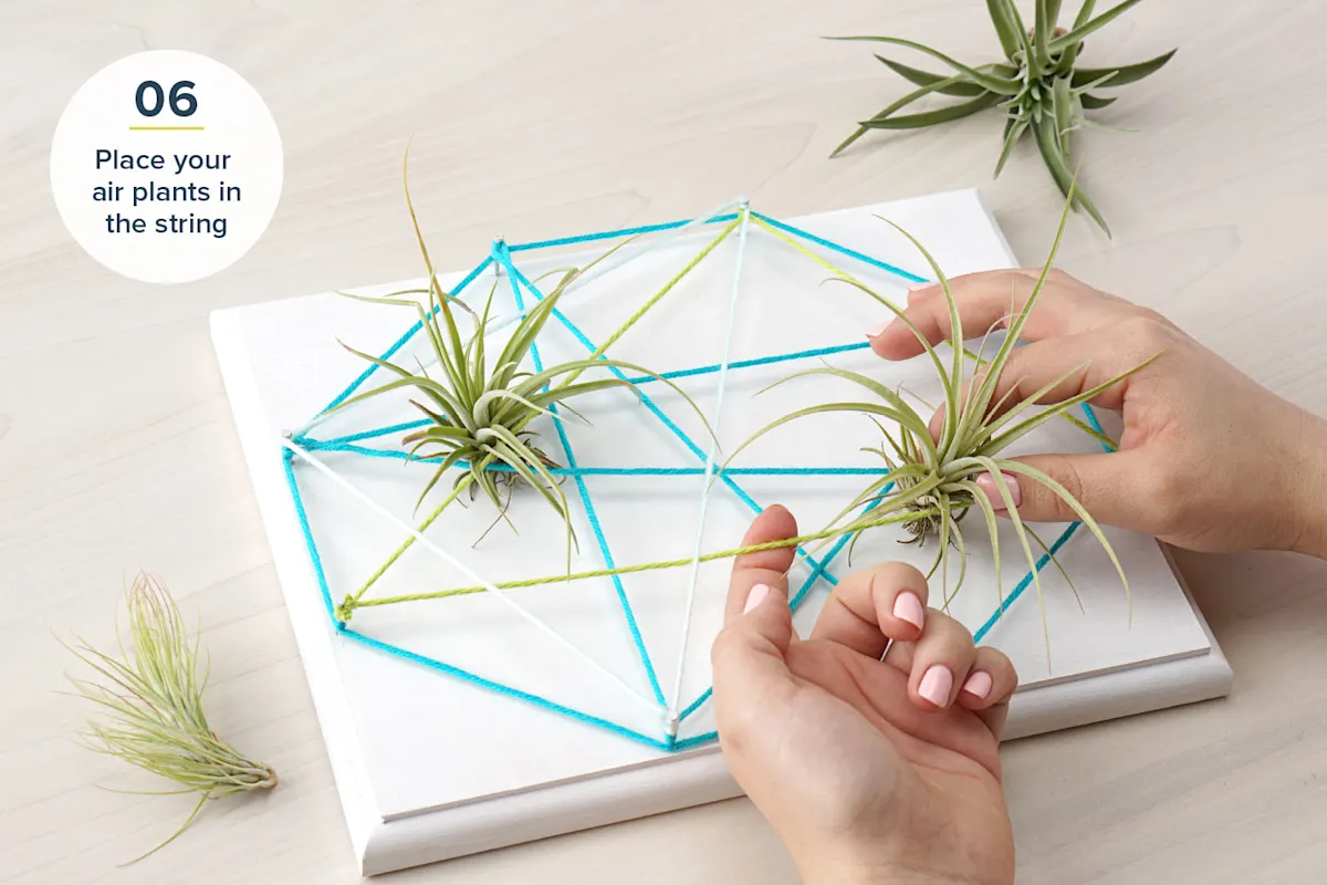 DIY Air Plant String Art Tutorial: 4 Gorgeous Ideas | Proflowers Blog
