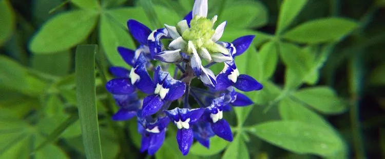 Texas State Flower - The Bluebonnet | Proflowers Blog