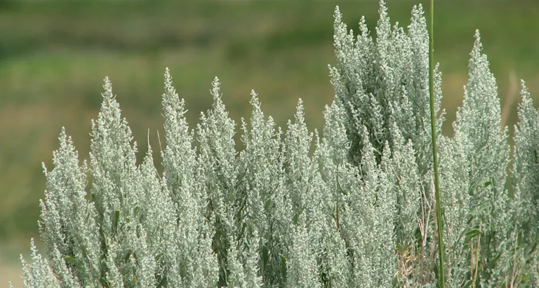 Nevada State Flower - The Sagebrush | Proflowers Blog