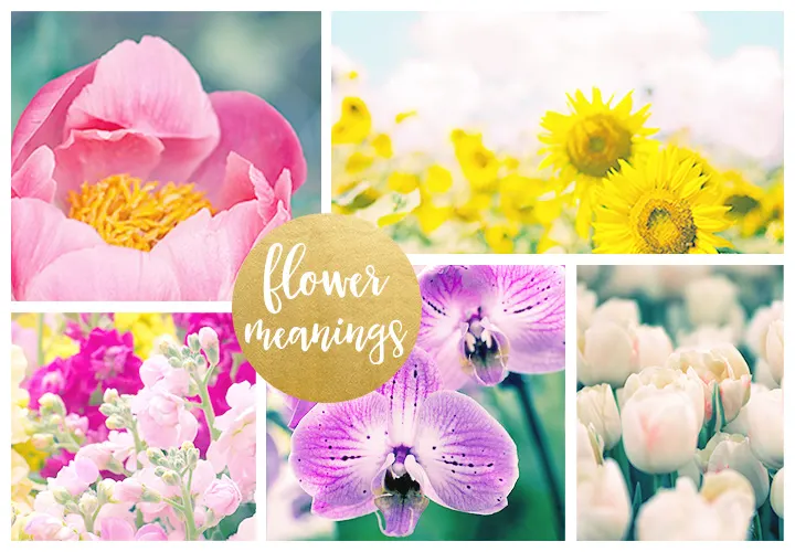 Flower Meanings and Symbolism - FTD.com