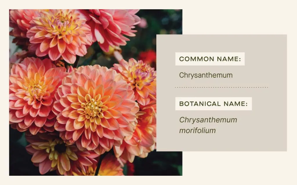 35 Most Fragrant Flowers For Your Home or Garden | FTD