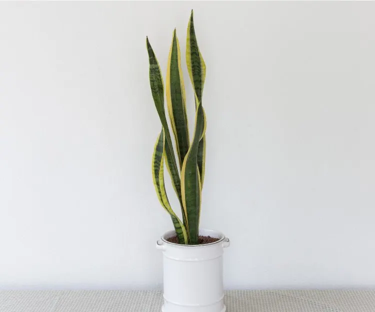 Snake Plant Care Guide: Growing Information and Tips | ProFlowers