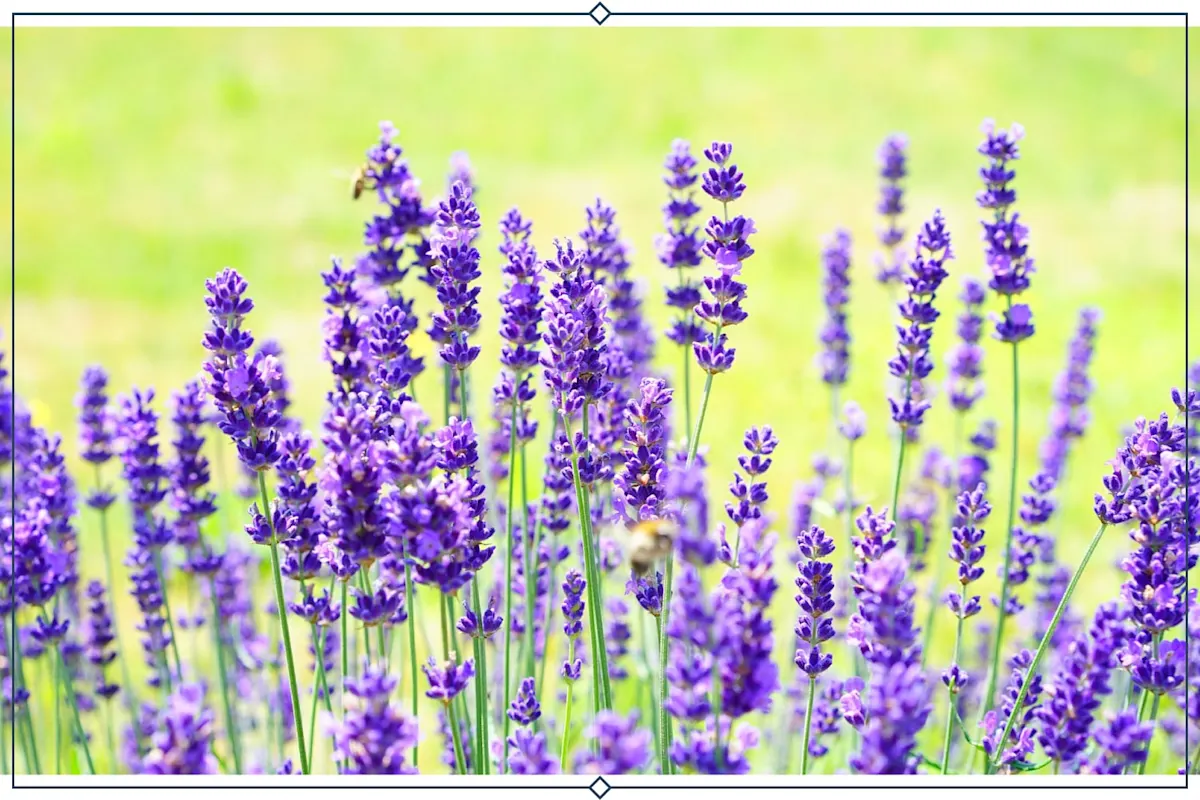 12 Types of Lavender + Growing Info | Proflowers Blog