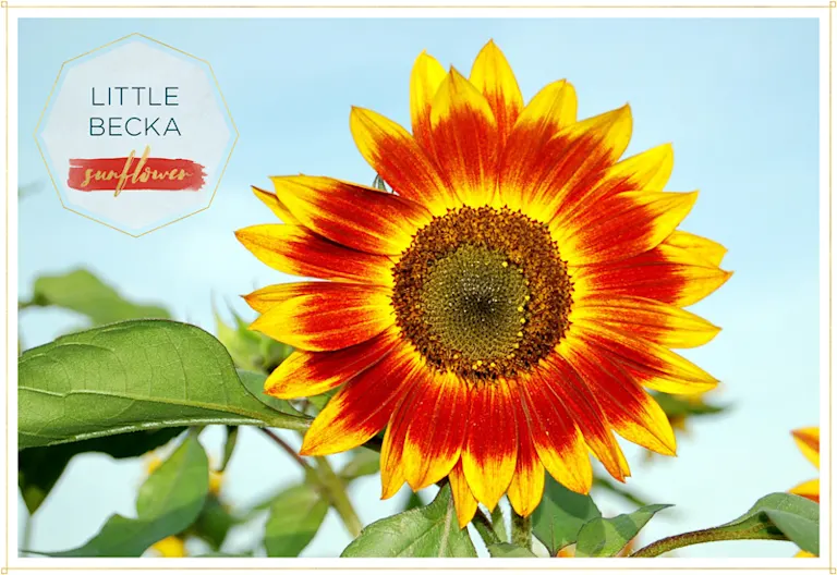 15 Most Beautiful Types of Sunflowers - FTD.com