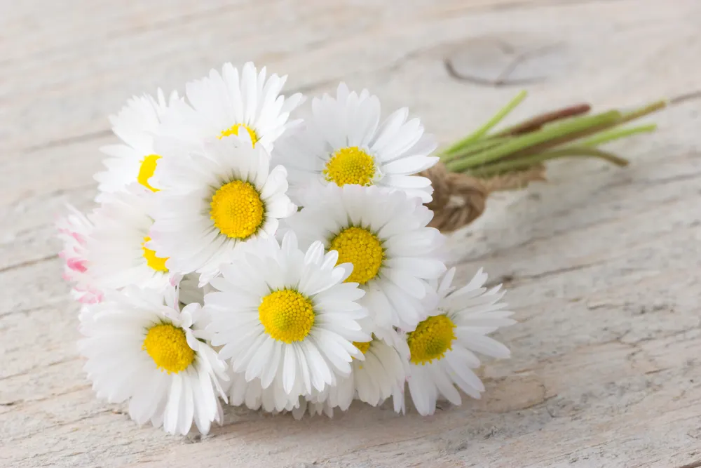 National Daisy Day | Proflowers Blog
