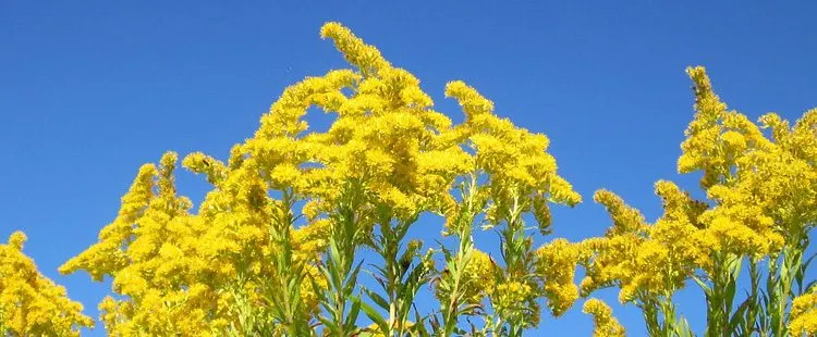 Kentucky State Flower - The Goldenrod | Proflowers Blog