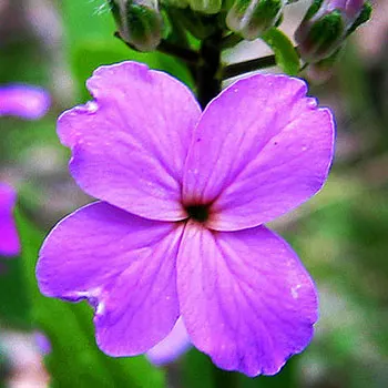 151 Types of Flowers + Images and Growing Tips | Proflowers Blog