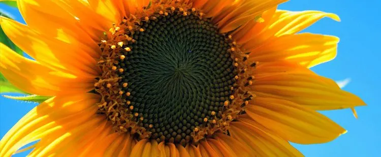 Kansas State Flower - The Sunflower | Proflowers Blog