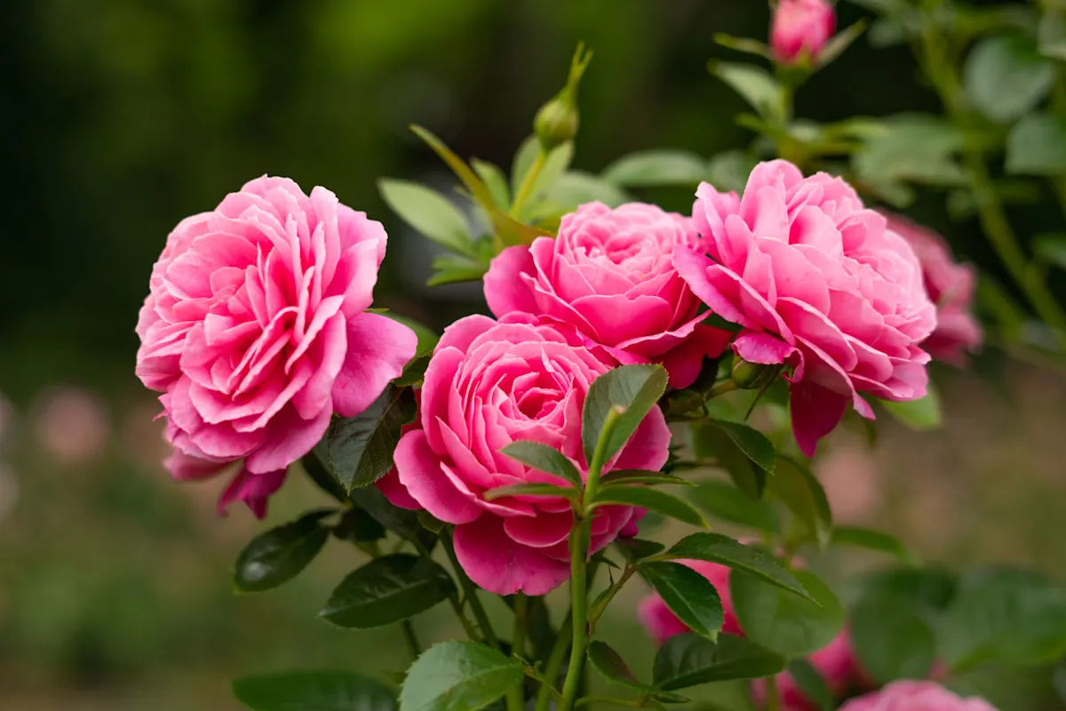 Best Sympathy Flowers: 12 Florals, Their Meaning and Etiquette Tips ...