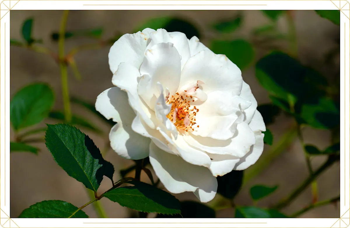 Rose Care Guide: Growing Tips and Info | Proflowers Blog